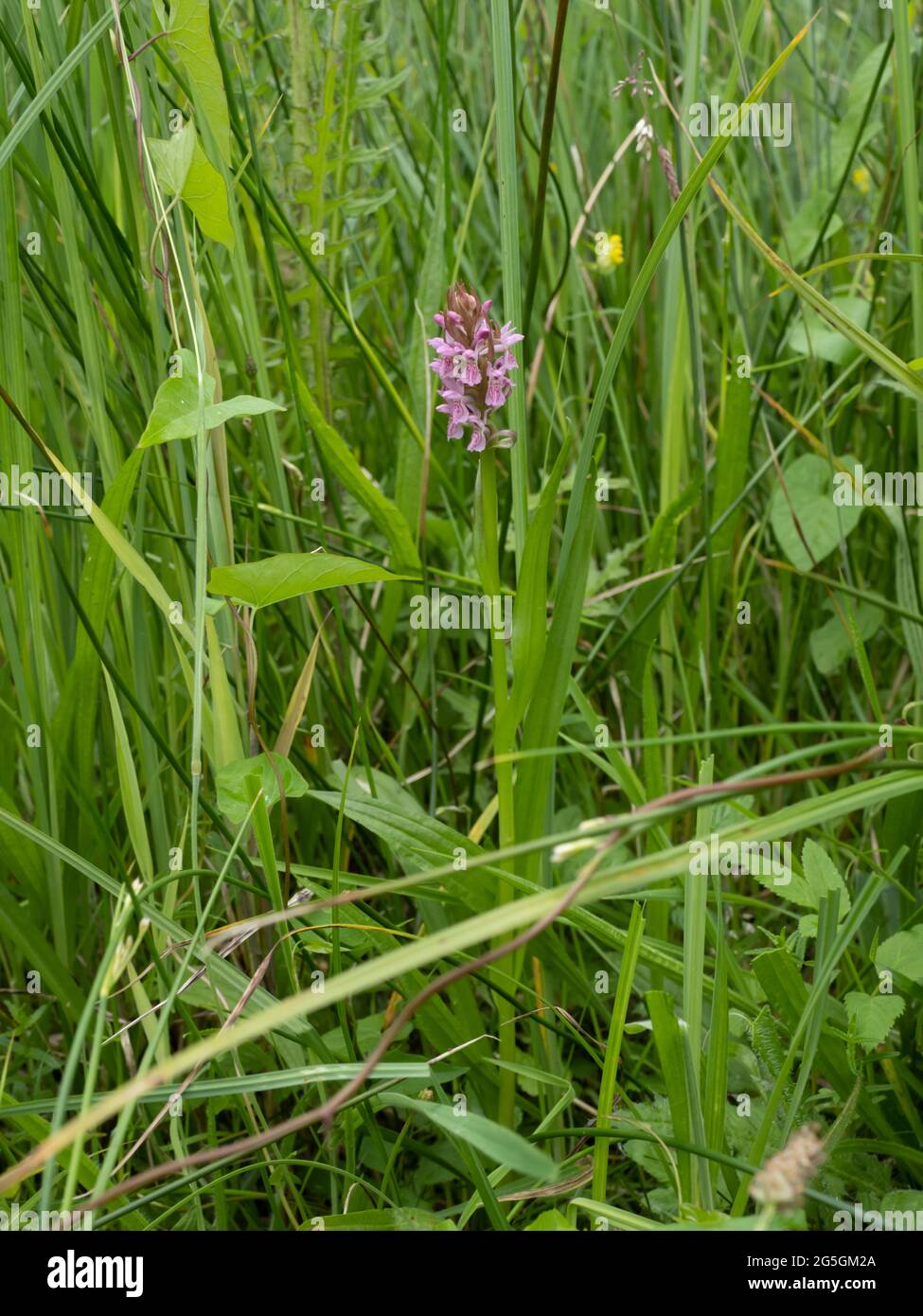 Dactylorhiza incarnata, the Early Marsh-orchid Stock Photo - Alamy