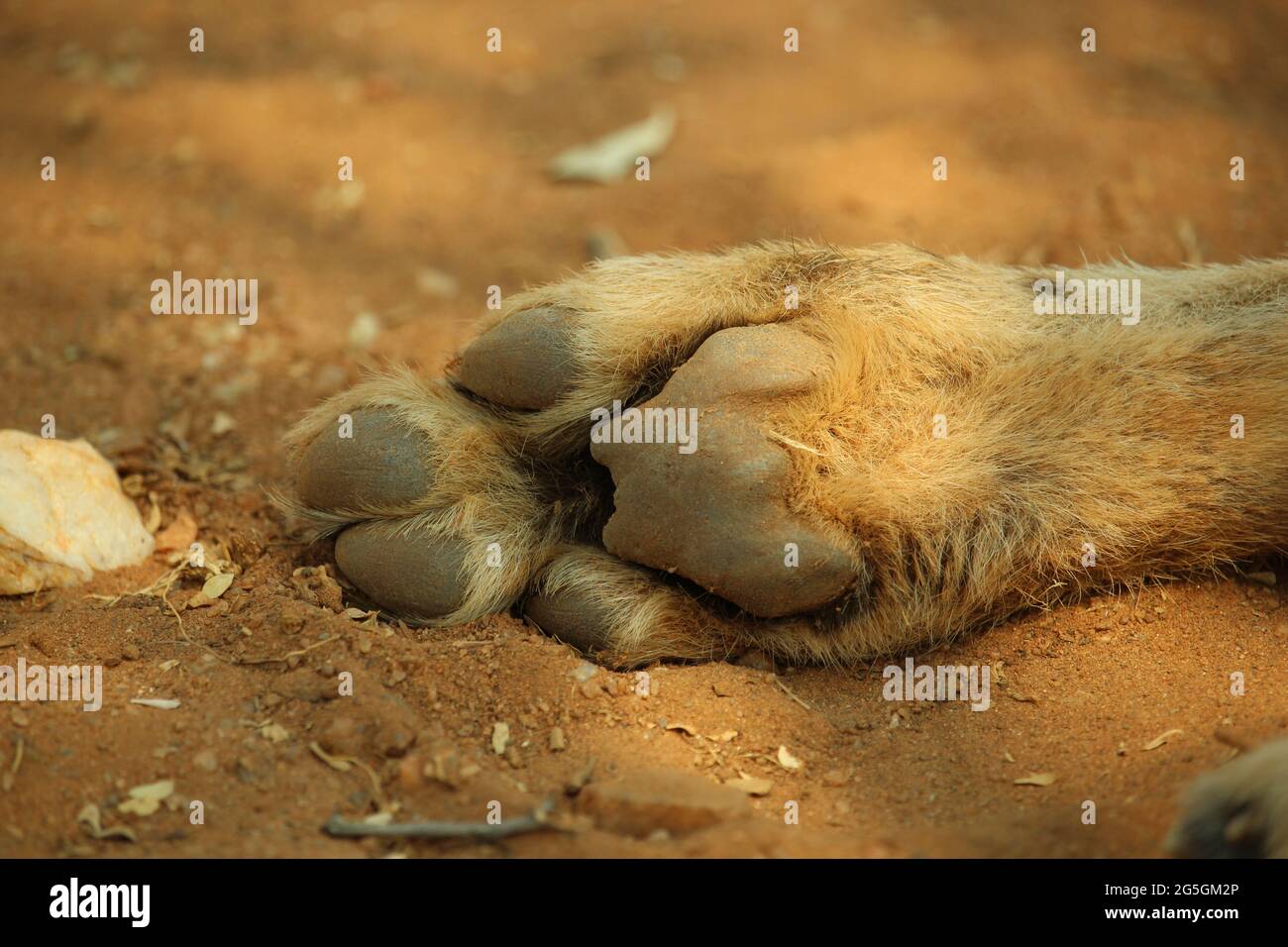Cheetah claws close up hi-res stock photography and images - Alamy