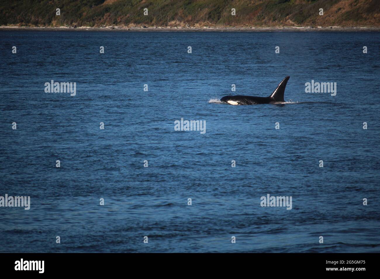 One orca surfacing near shore Stock Photo - Alamy