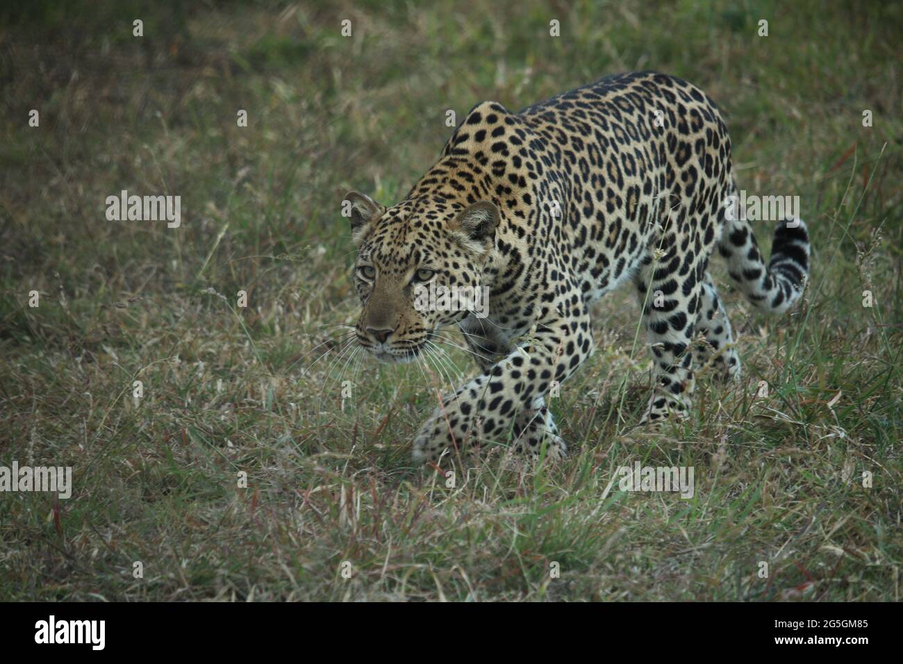 Leopard spots close up hi-res stock photography and images - Alamy