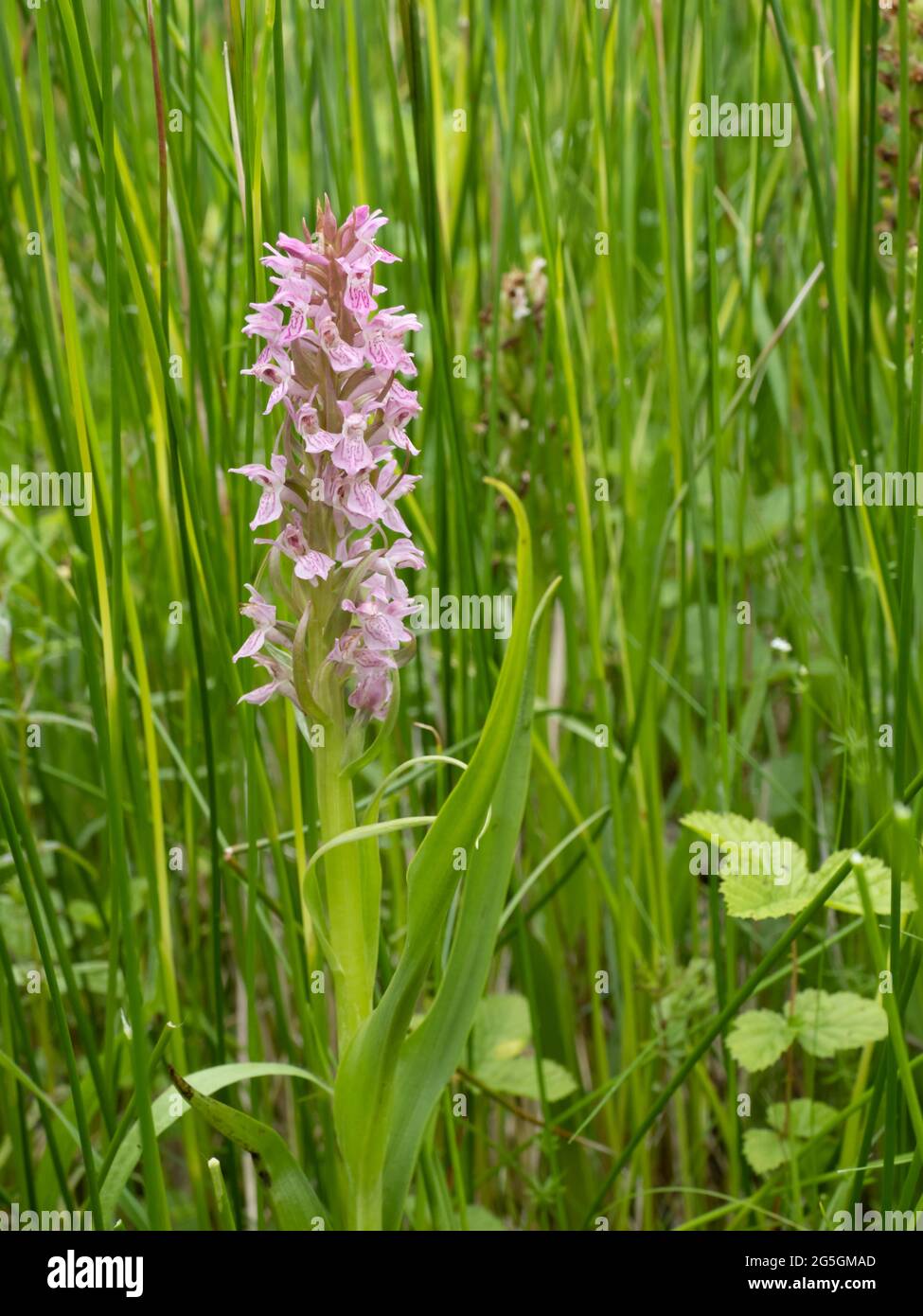 Dactylorhiza incarnata, the Early Marsh-orchid Stock Photo - Alamy