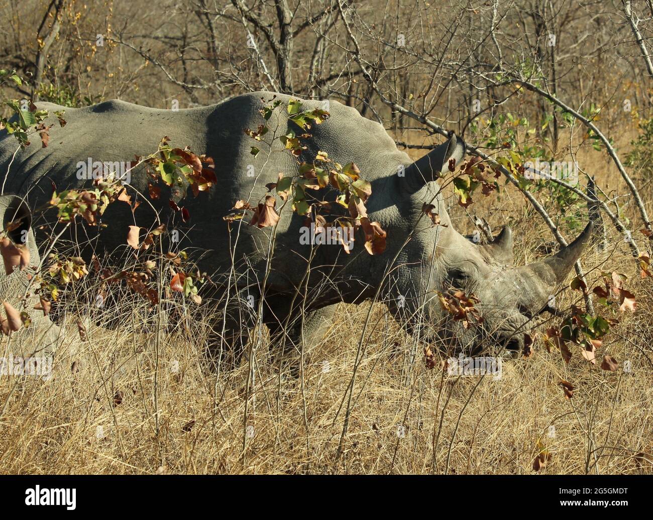 Rhino in profile hi-res stock photography and images - Alamy