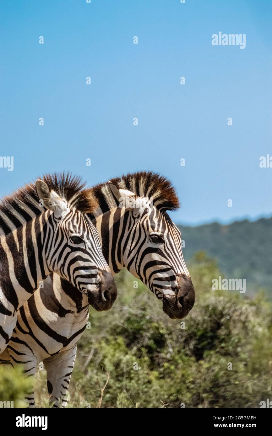 Two zebras standing together Stock Photo - Alamy