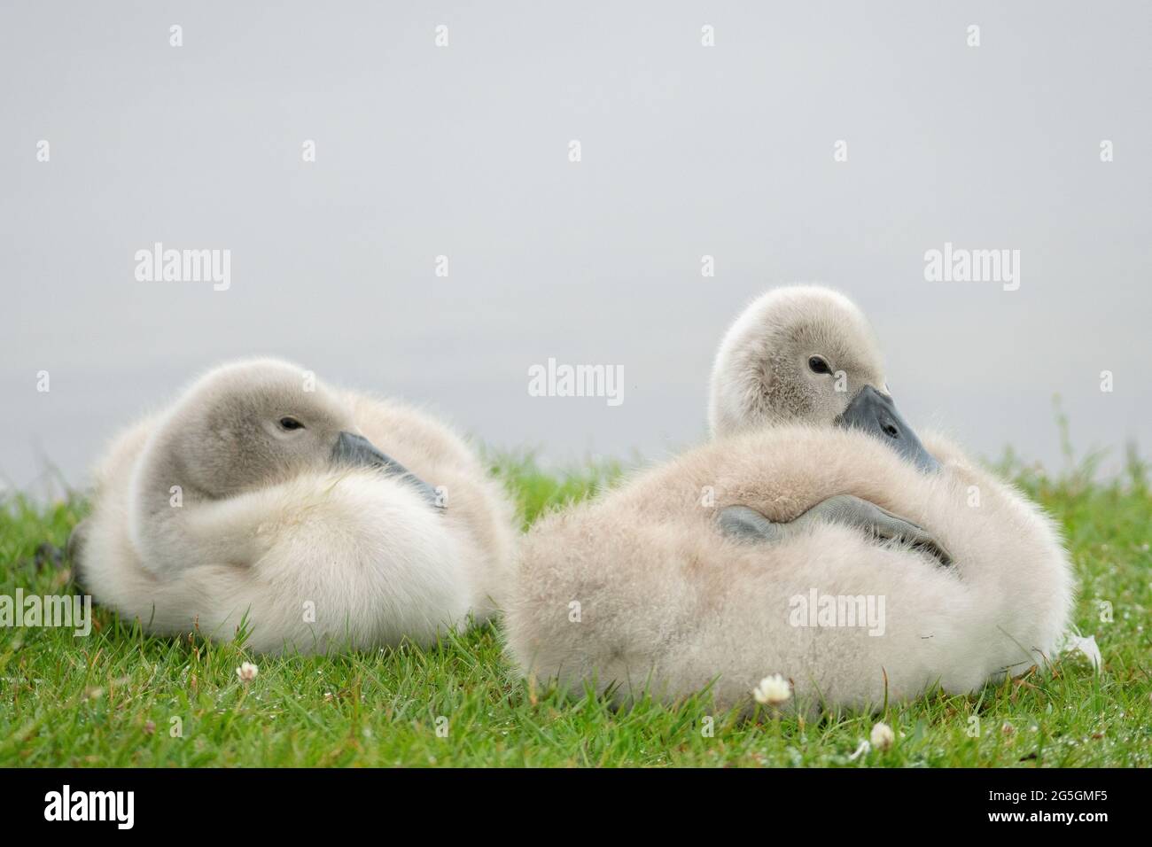 Two cygnets hi-res stock photography and images - Alamy