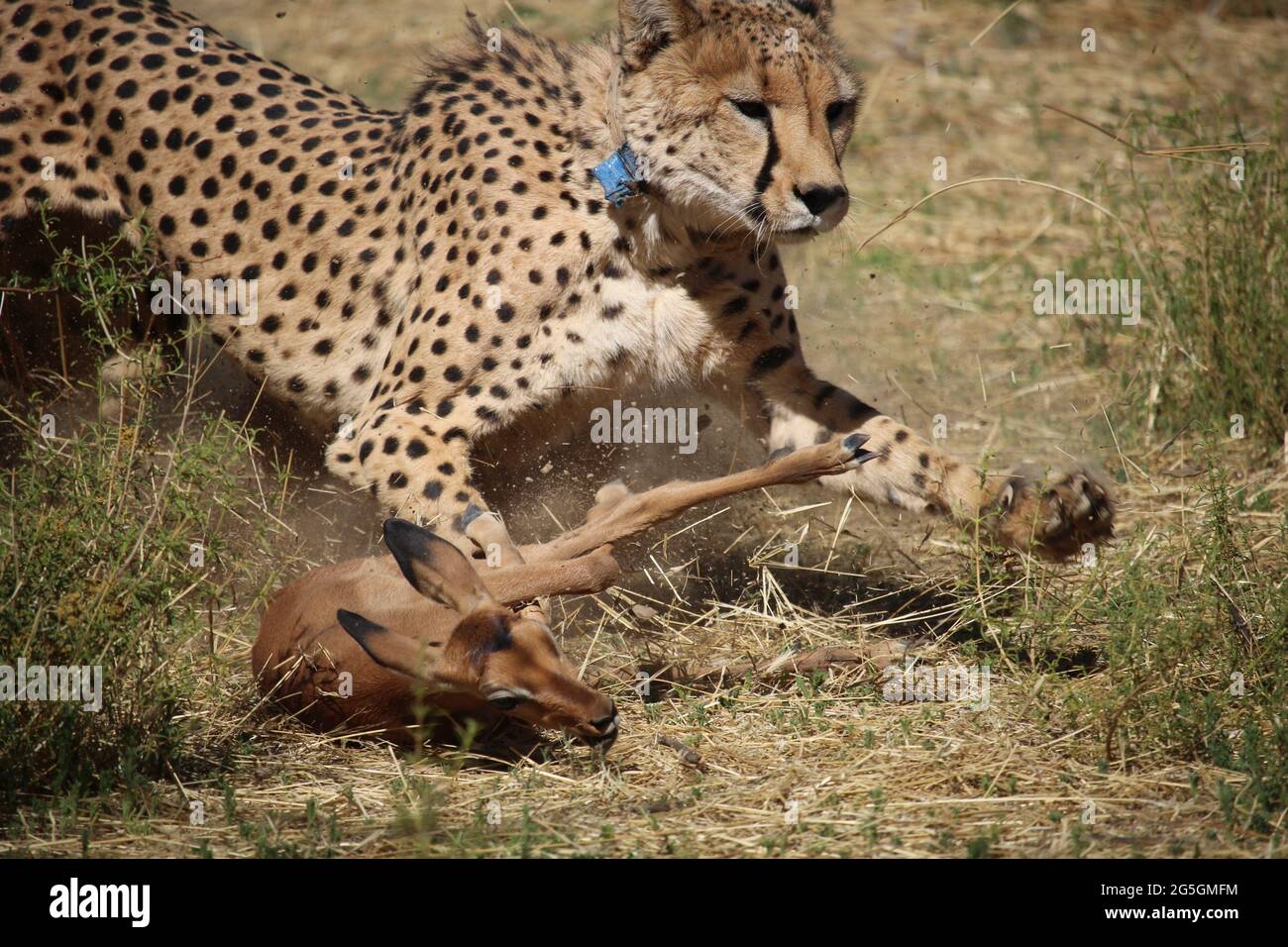 Cheetah hunting impala hi-res stock photography and images - Alamy
