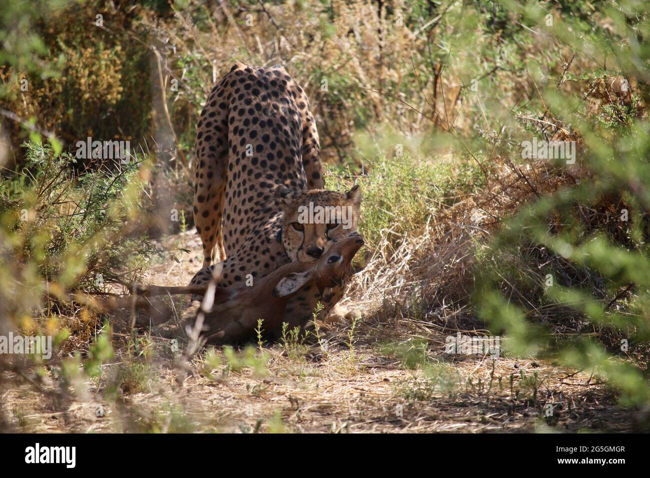 Cheetah Chasing Impala