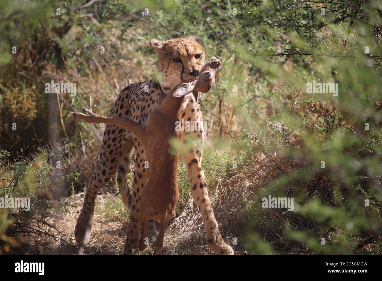 Impala and cheetah hi-res stock photography and images - Alamy