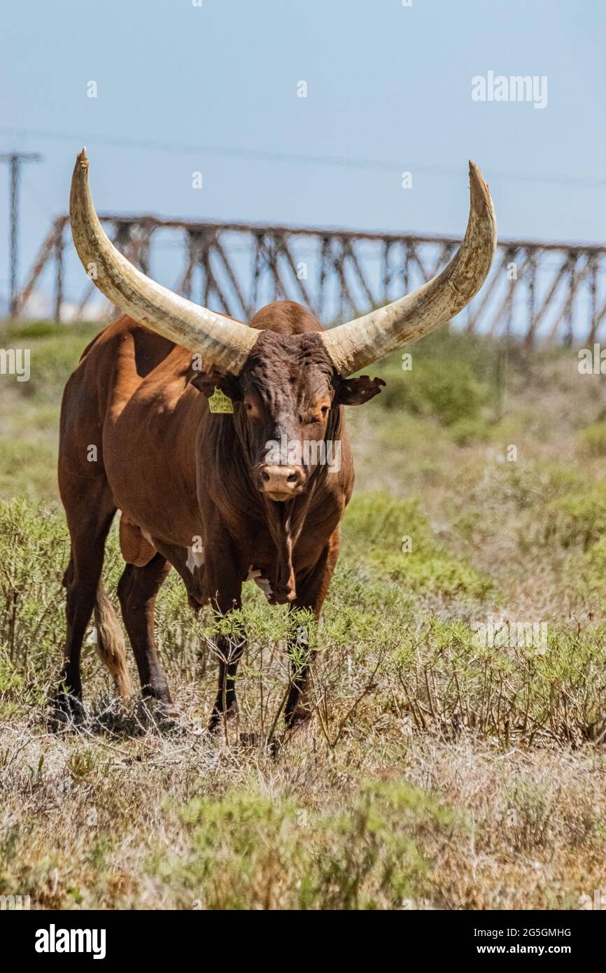 Bull with big horns hi-res stock photography and images - Alamy