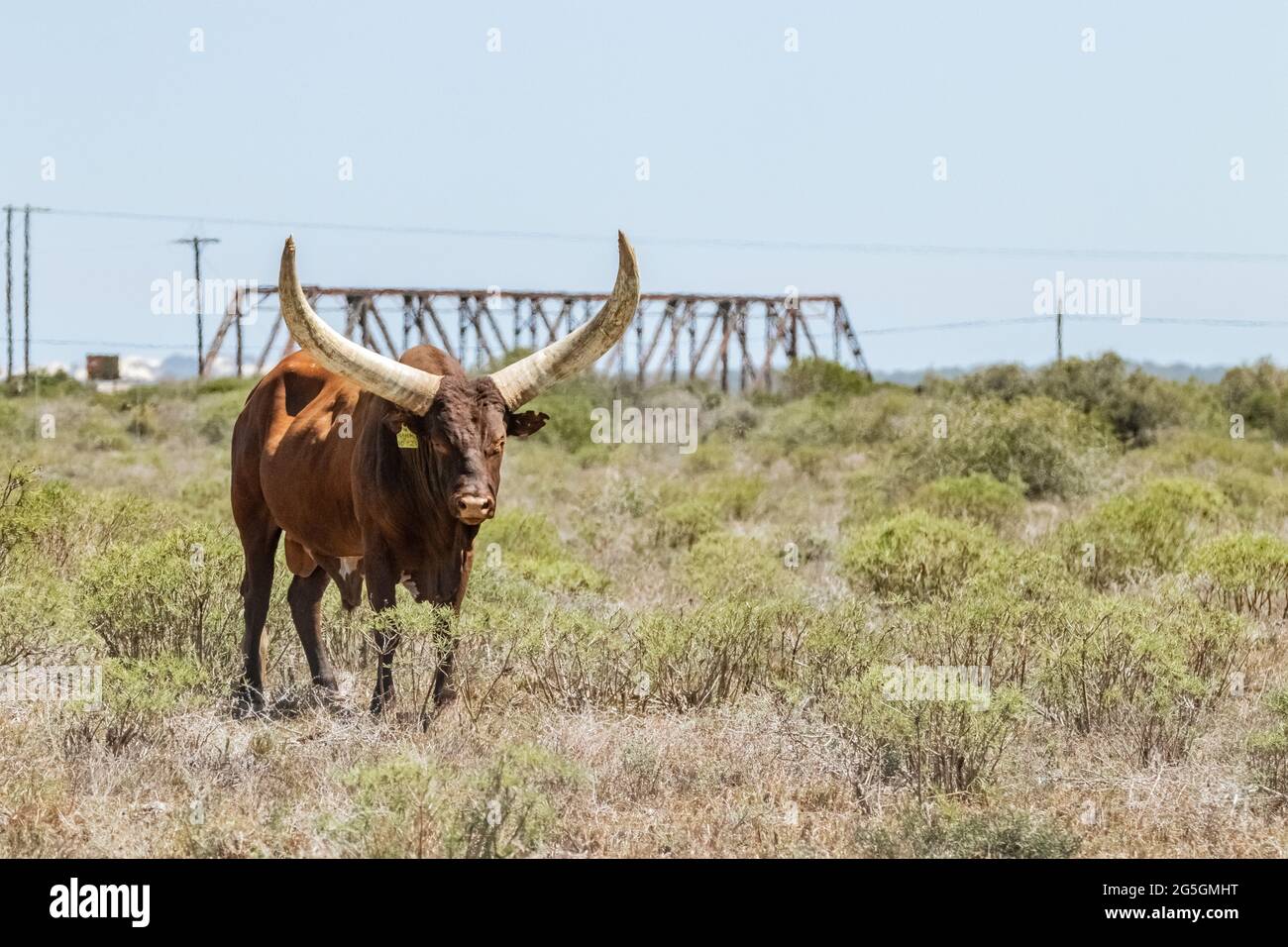 Bull with big horns Stock Photo - Alamy