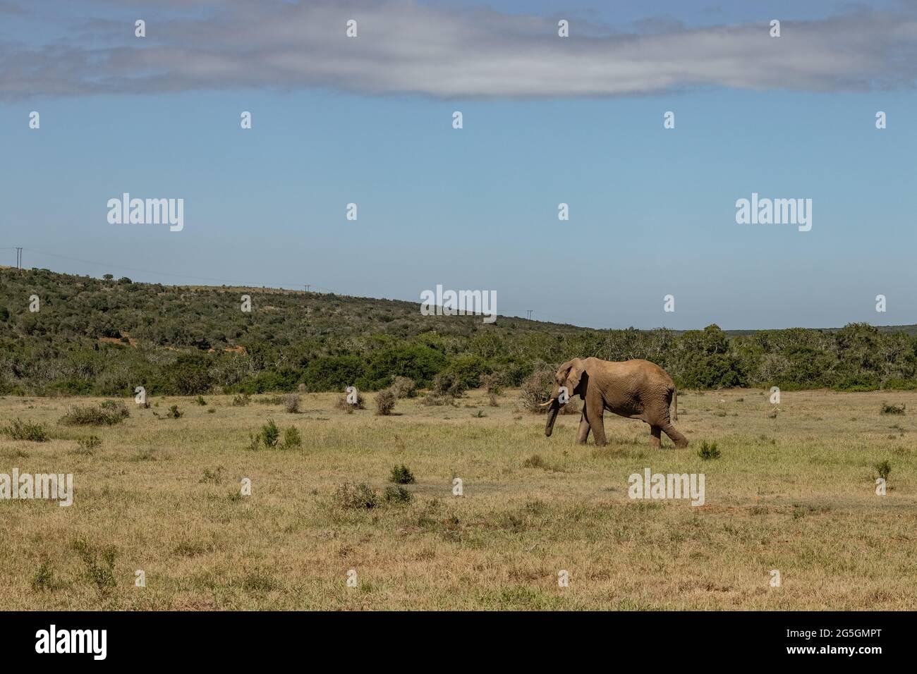 An African elephant walking alone Stock Photo - Alamy