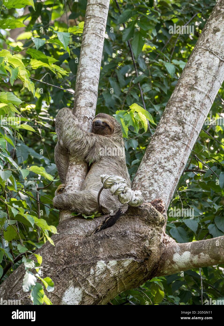 Bradypus variegatus costa rica hi-res stock photography and images - Alamy