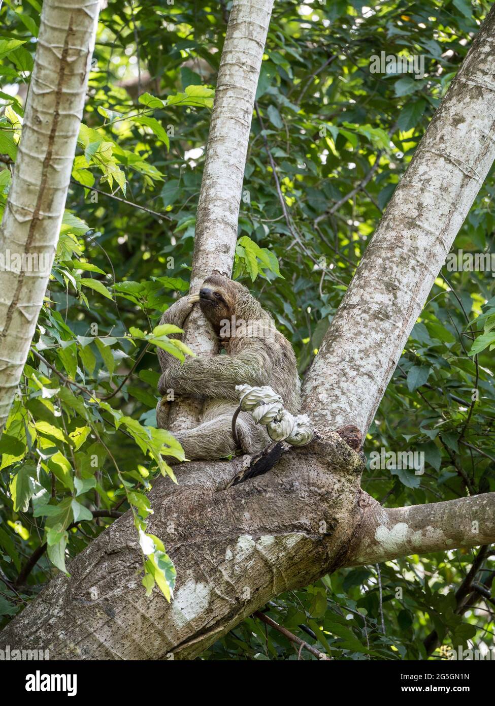 Three -Toed Sloth ( Bradypus variegatus) in a tree in Costa Rica Stock ...