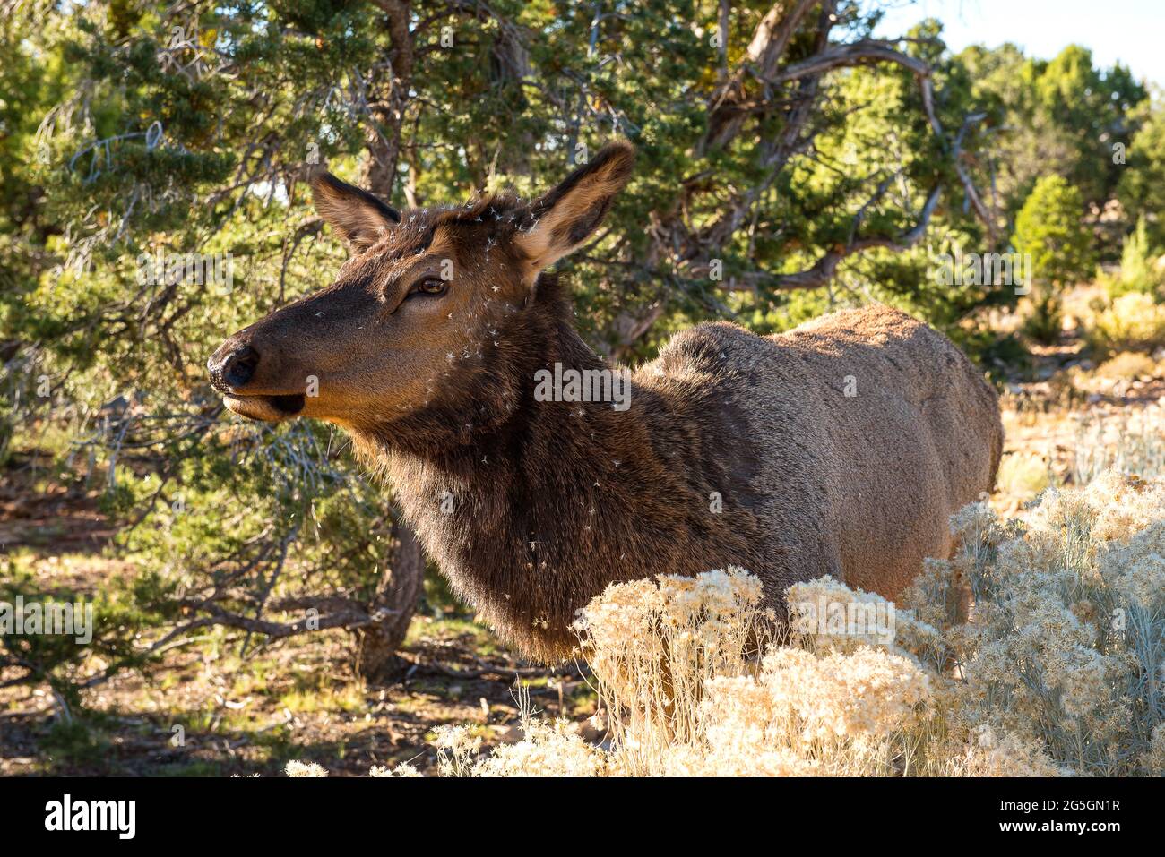 Elk eating hi-res stock photography and images - Alamy