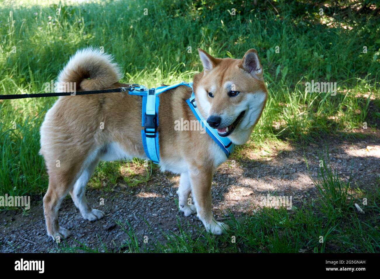 Cream shiba inu hi-res stock photography and images - Alamy