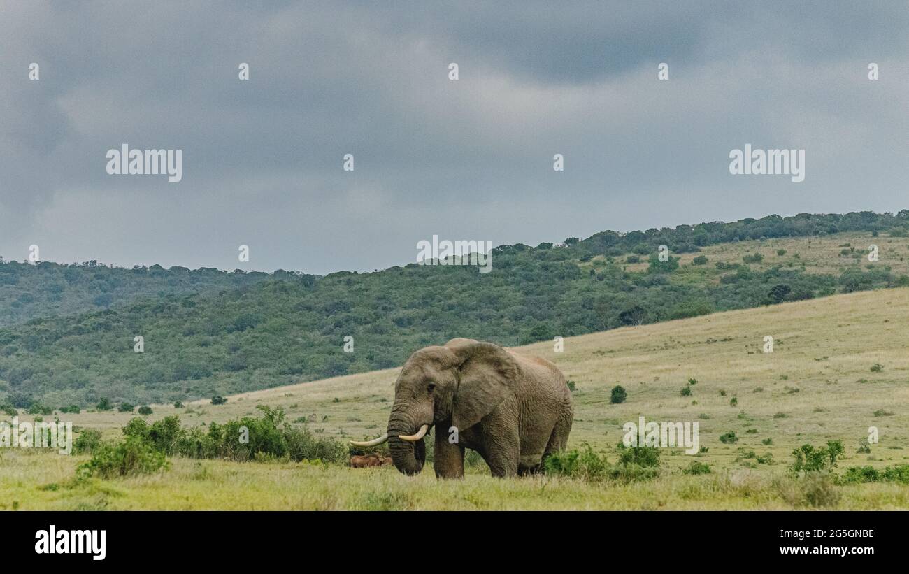 A lone African elephant bull roaming on the landscape of the Addo ...