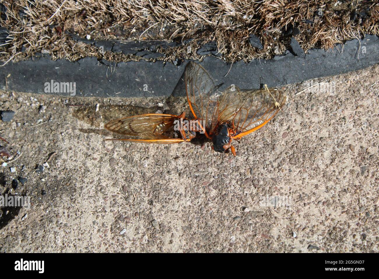 Periodical Cicadas High Resolution Stock Photography and Images - Alamy