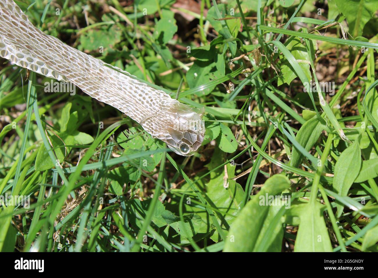 Snake skin shed hi-res stock photography and images - Alamy