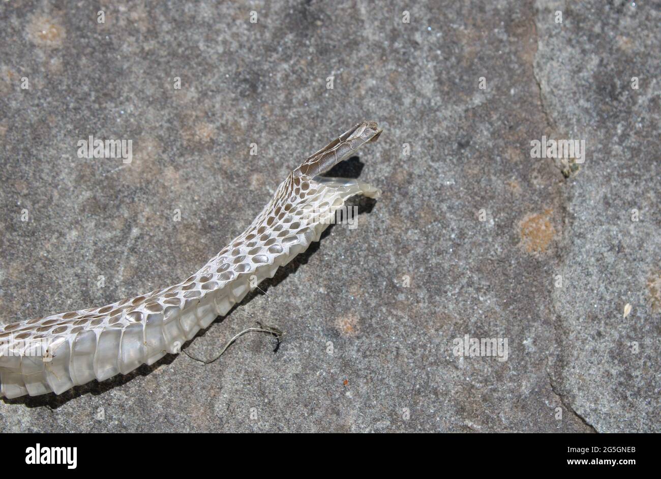 Skin intact hi-res stock photography and images - Alamy