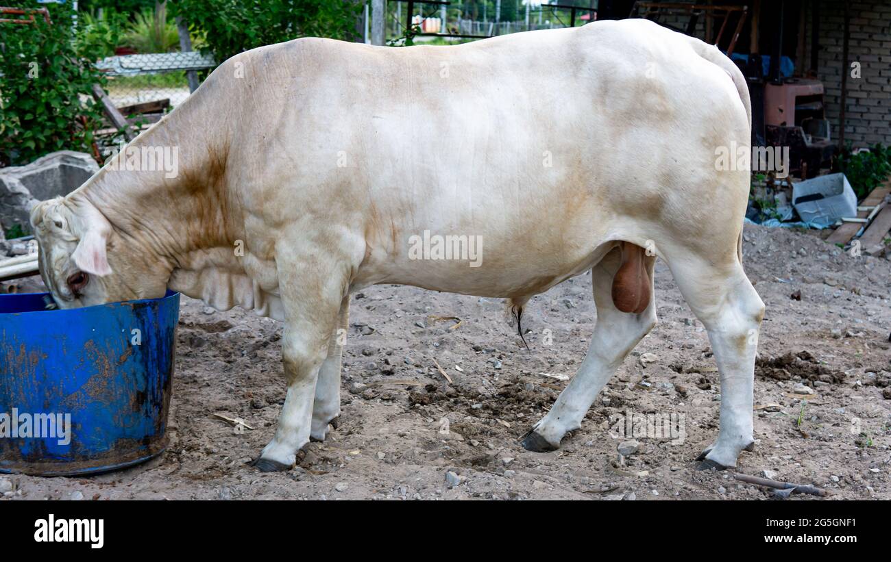 A big white male cow eating compound feed from a blue bucket at the ...