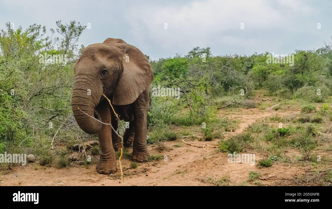 A close encounter with an elephant bull in the Addo National Elephant ...