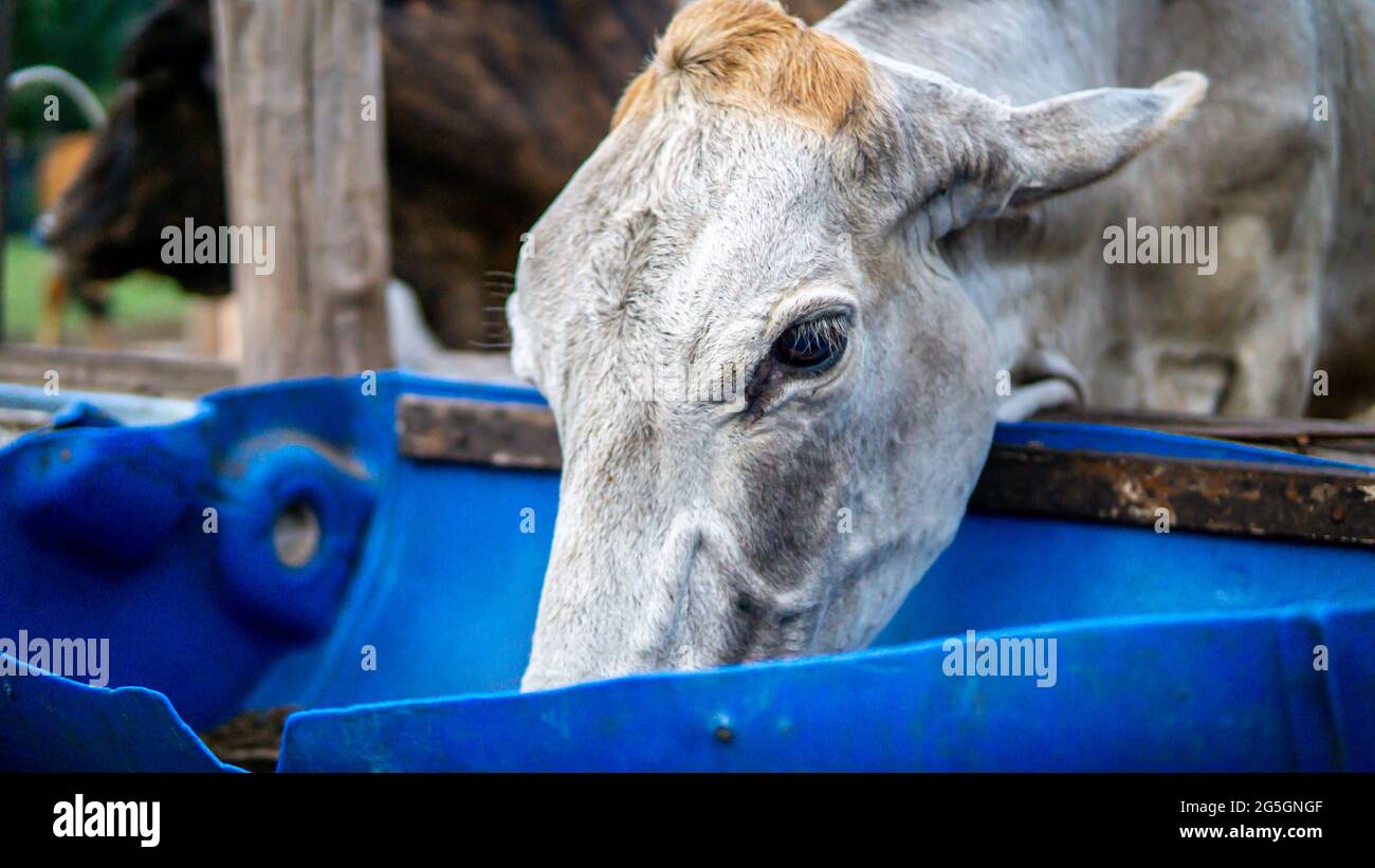A portrait of a big white cow eating compound feed from a blue ...