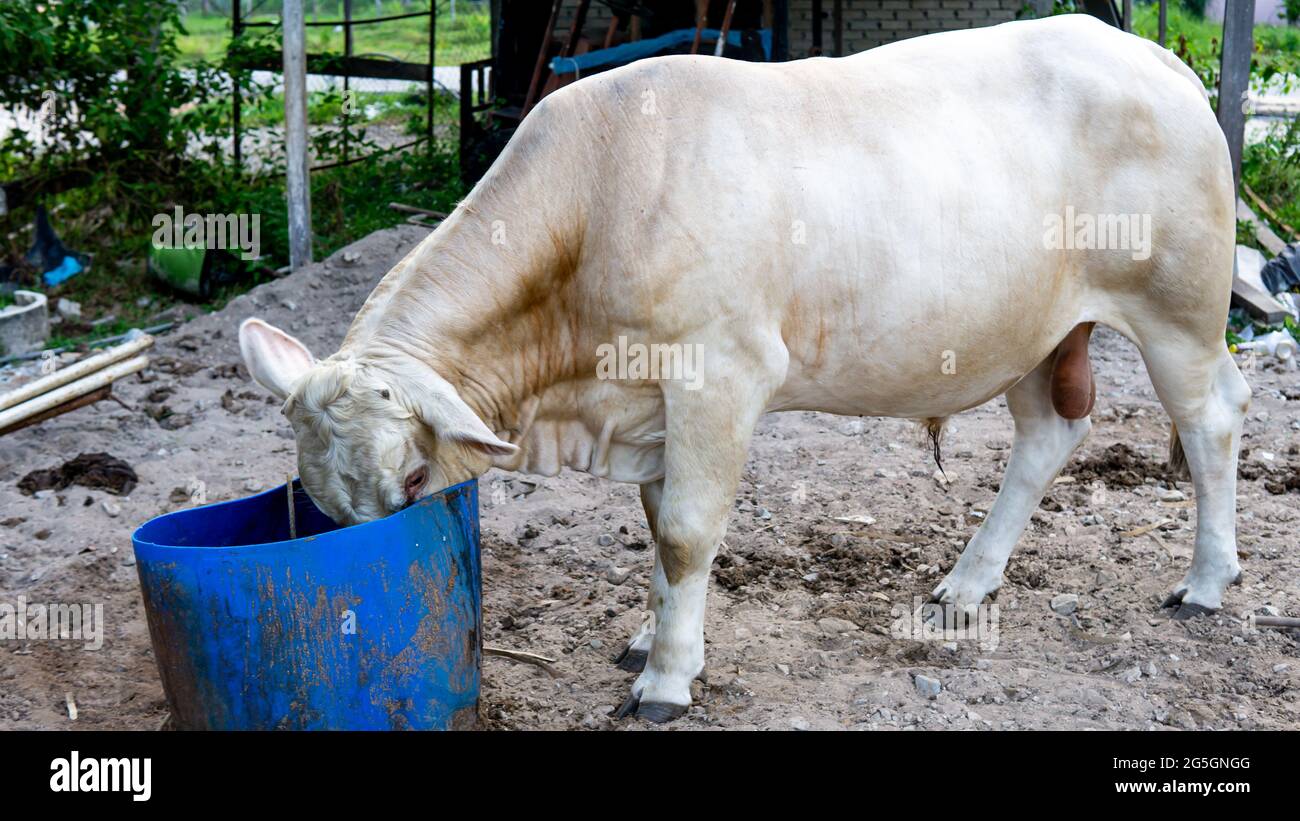 Cow Head Bucket High Resolution Stock Photography and Images - Alamy