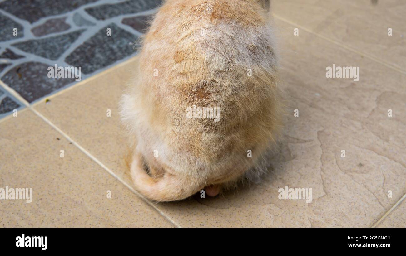 Dermatophytosis ringworm hi-res stock photography and images - Alamy