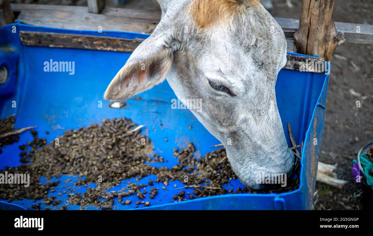 A portrait of a big white cow eating compound feed from a blue ...