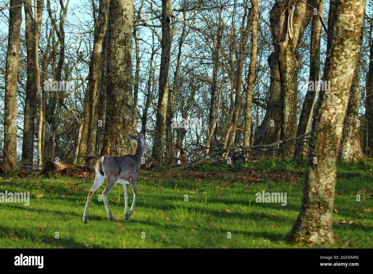 A back view of a cute white-tailed deer alone in the forest at sunset ...