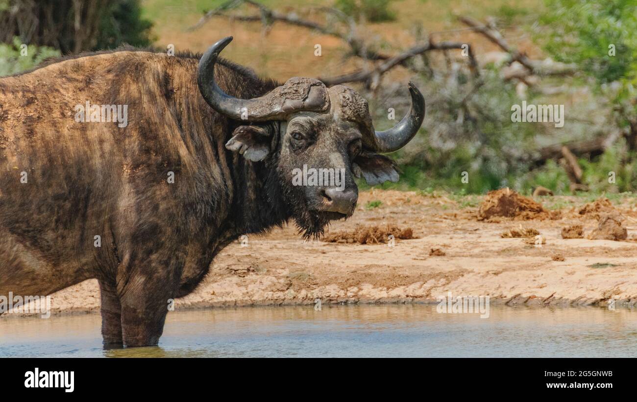 A buffalo drinking water a watering hole in the Addo National Park ...
