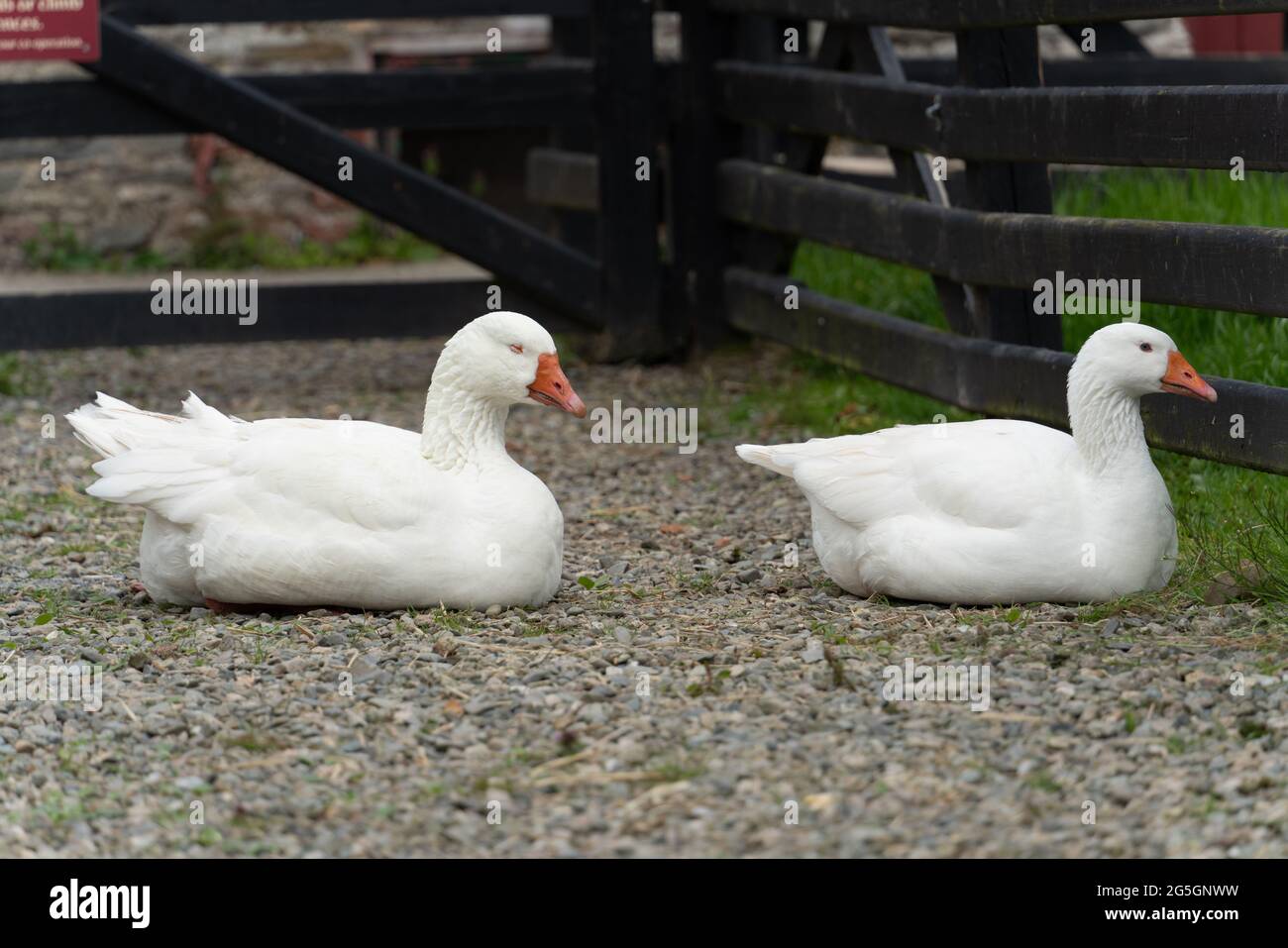 Two white domestic geese resting on the farmground Stock Photo - Alamy