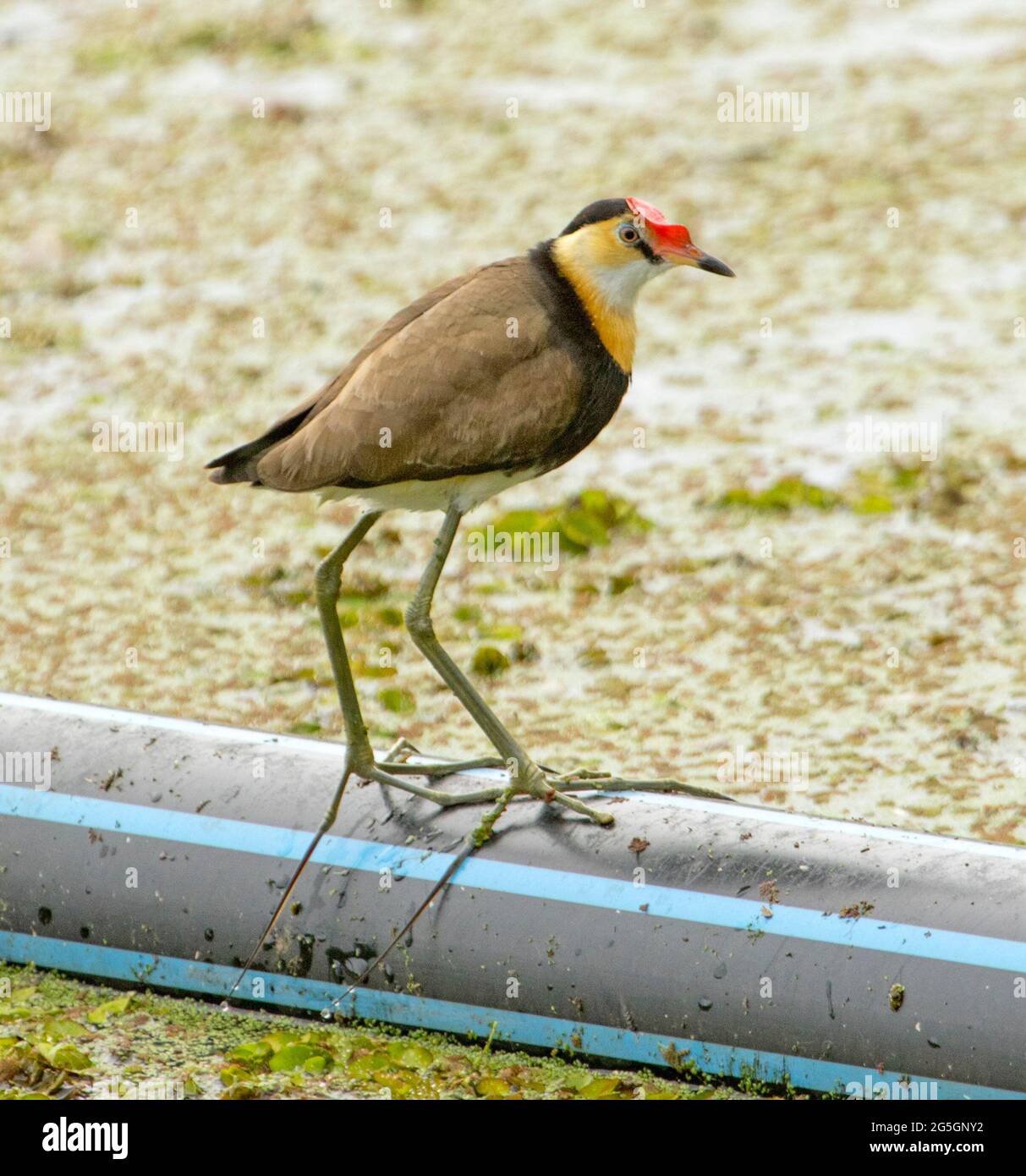 Comb-crested Jacana, Lotusbird, Irediparra gallinacea, with its large ...
