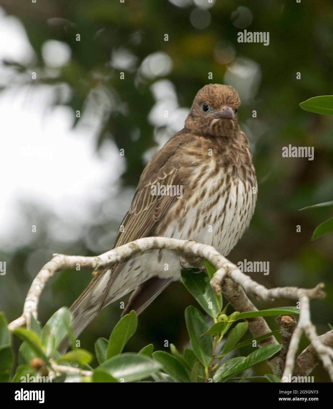 Female Green Figbird, Sphecotheres viridis, in native fig tree with ...