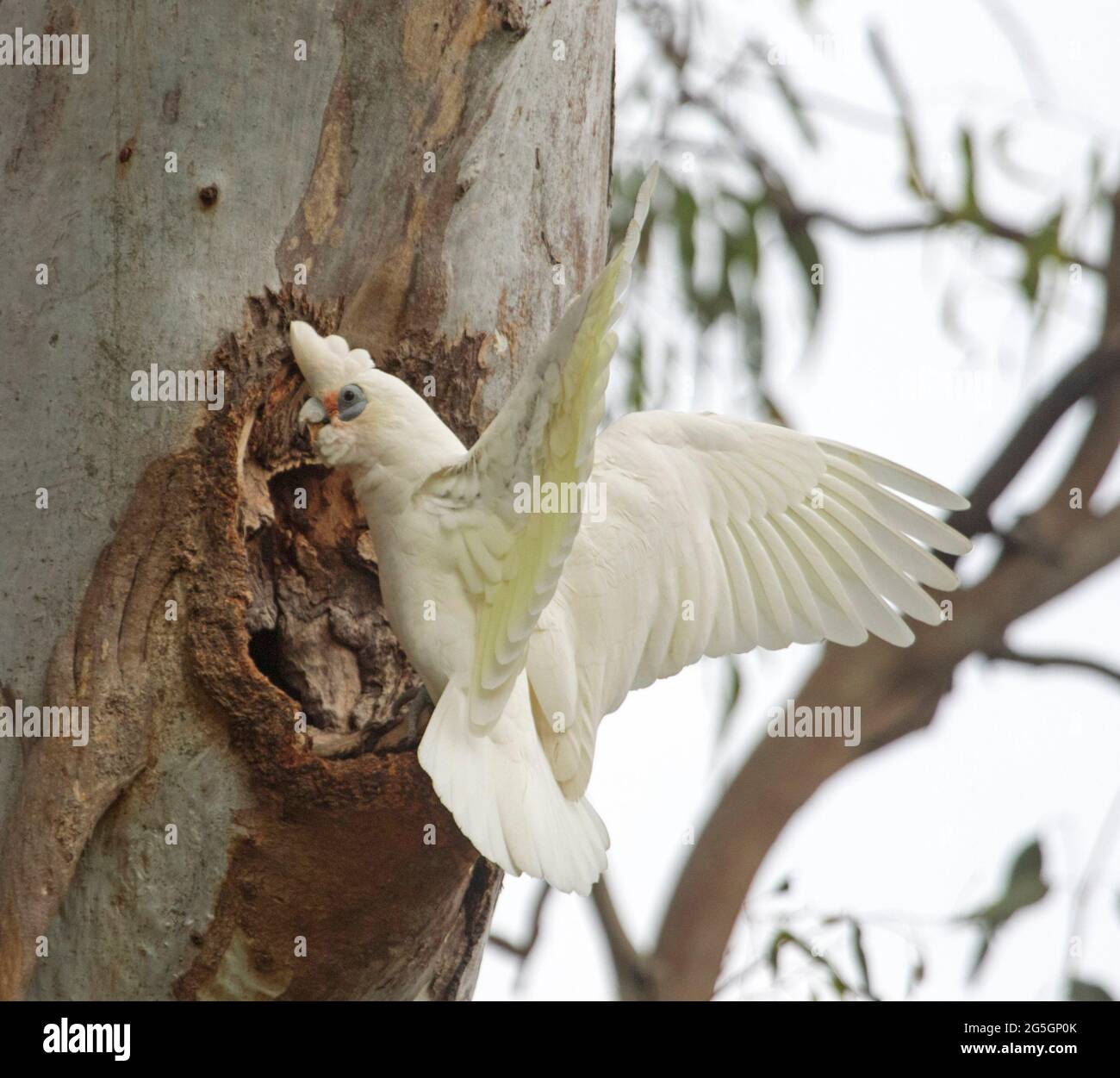 Little Corella, Cacatua sanguinea, in flight beside nesting site - a ...