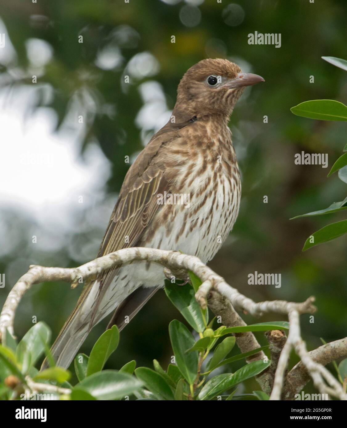 Female Green Figbird, Sphecotheres viridis, in native fig tree with ...