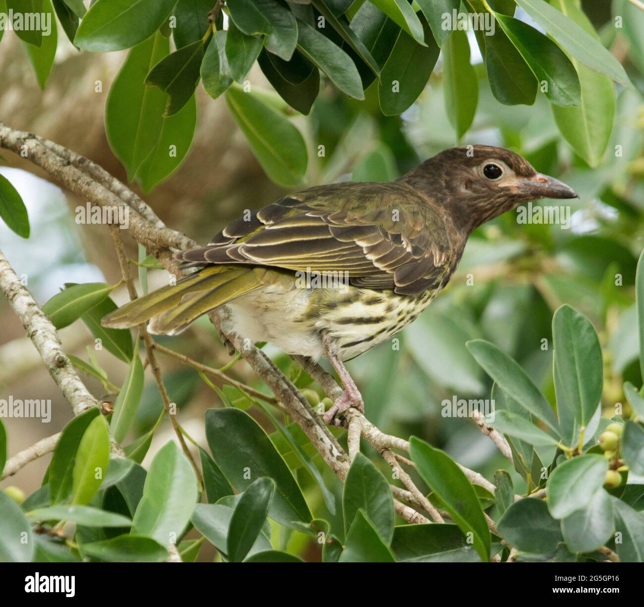 Female Green Figbird, Sphecotheres viridis, in native fig tree with ...