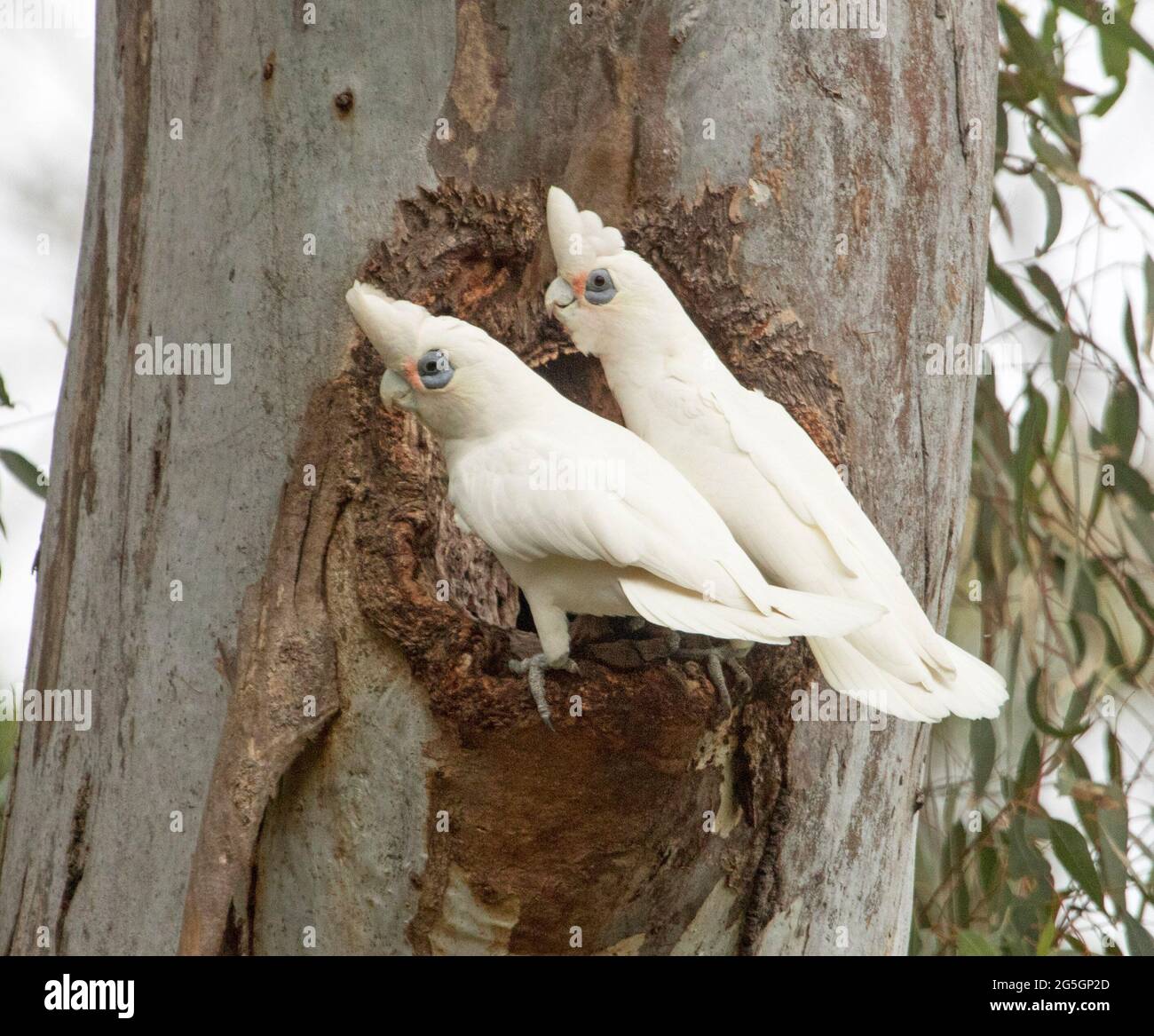 Pair of Little Corellas, Cacatua sanguinea, beside their nesting site ...