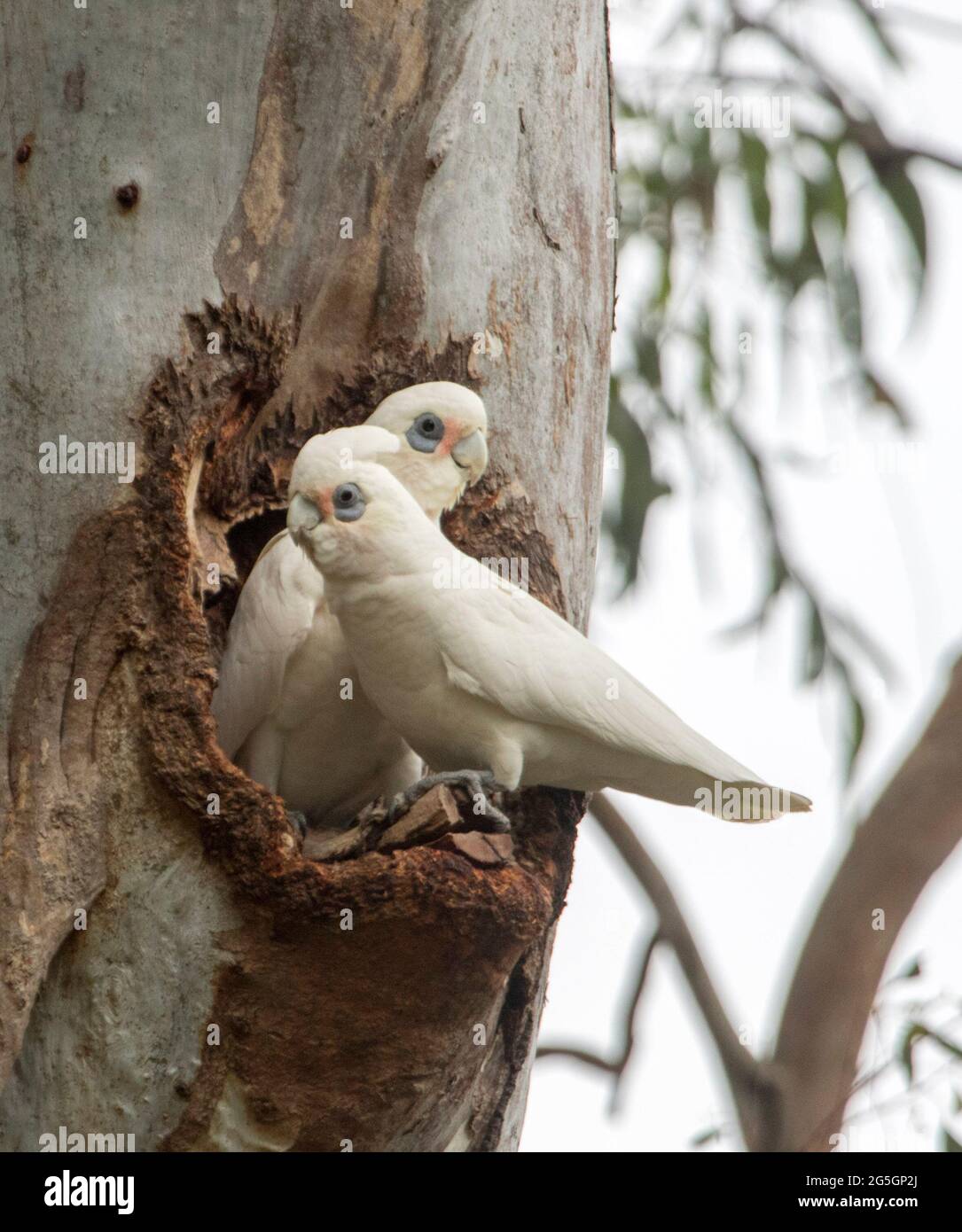 Pair of Little Corellas, Cacatua sanguinea, beside their nesting site ...