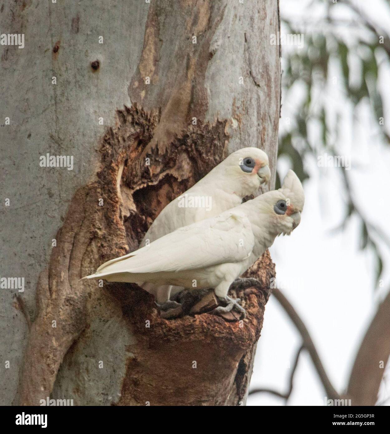 Pair of Little Corellas, Cacatua sanguinea, beside their nesting site ...