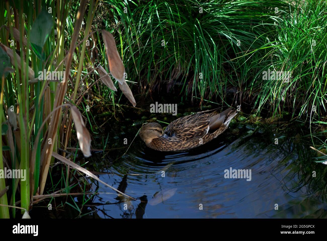 Fen duck hi-res stock photography and images - Alamy