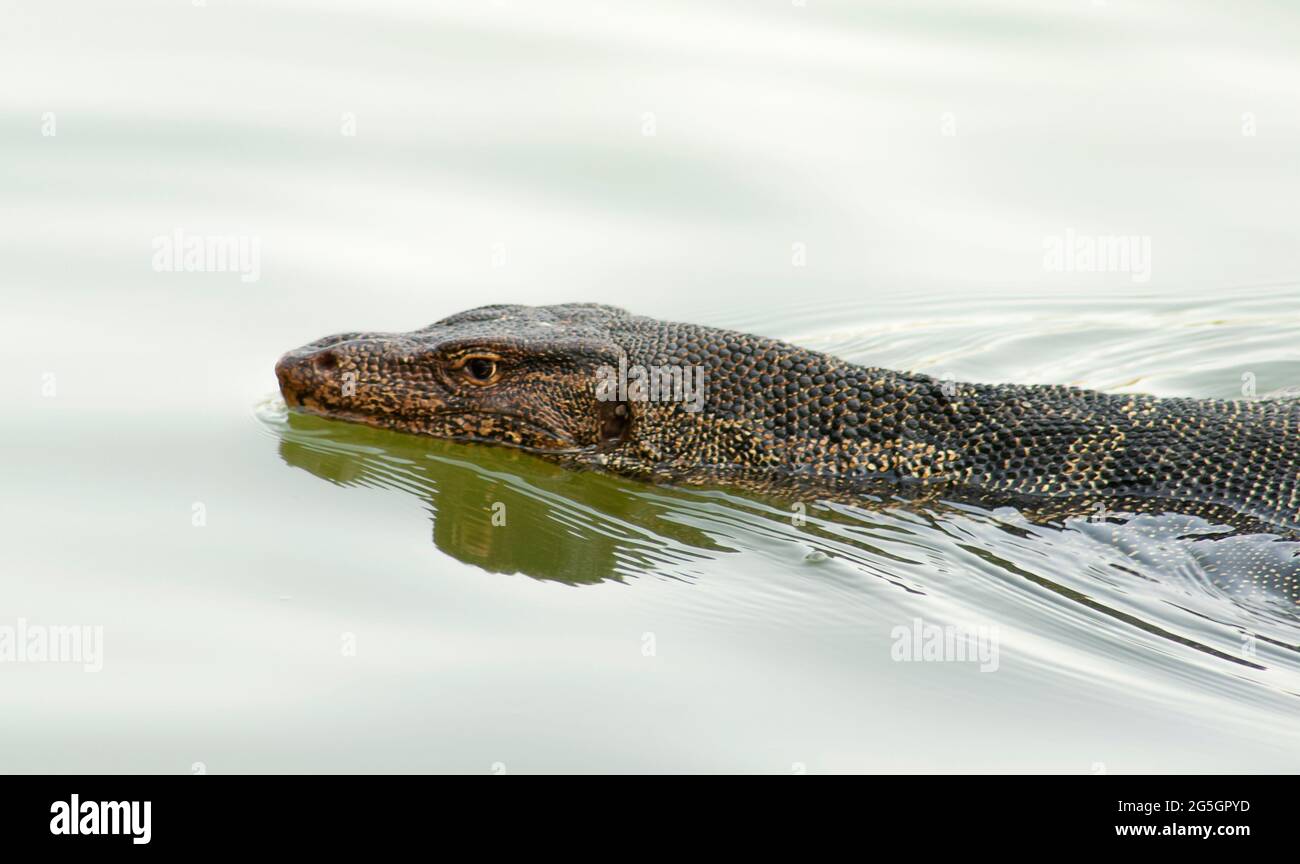 River Monitor Animal at Paige Hauslaib blog