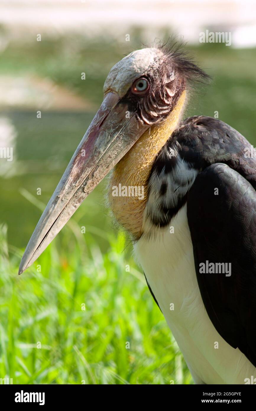 Marabou bird on green grass in zoo. Marabou bird in close-up Stock ...