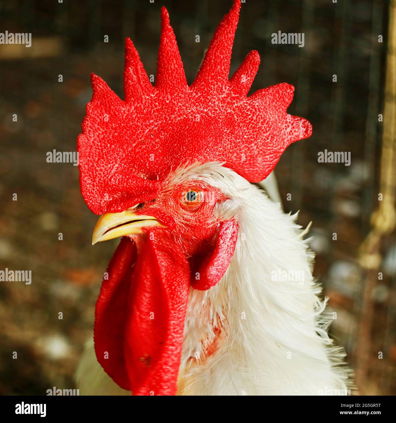 male chicken rooster head in close up Stock Photo - Alamy