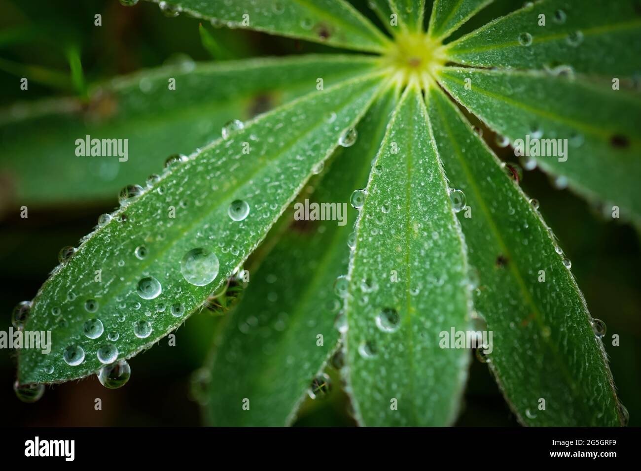 Natural dew drops formed due to excessive condensation on a leaf on the ...