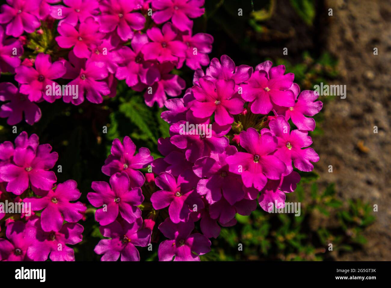 colored plant leaves. Leaves of different colors on one plant Stock ...