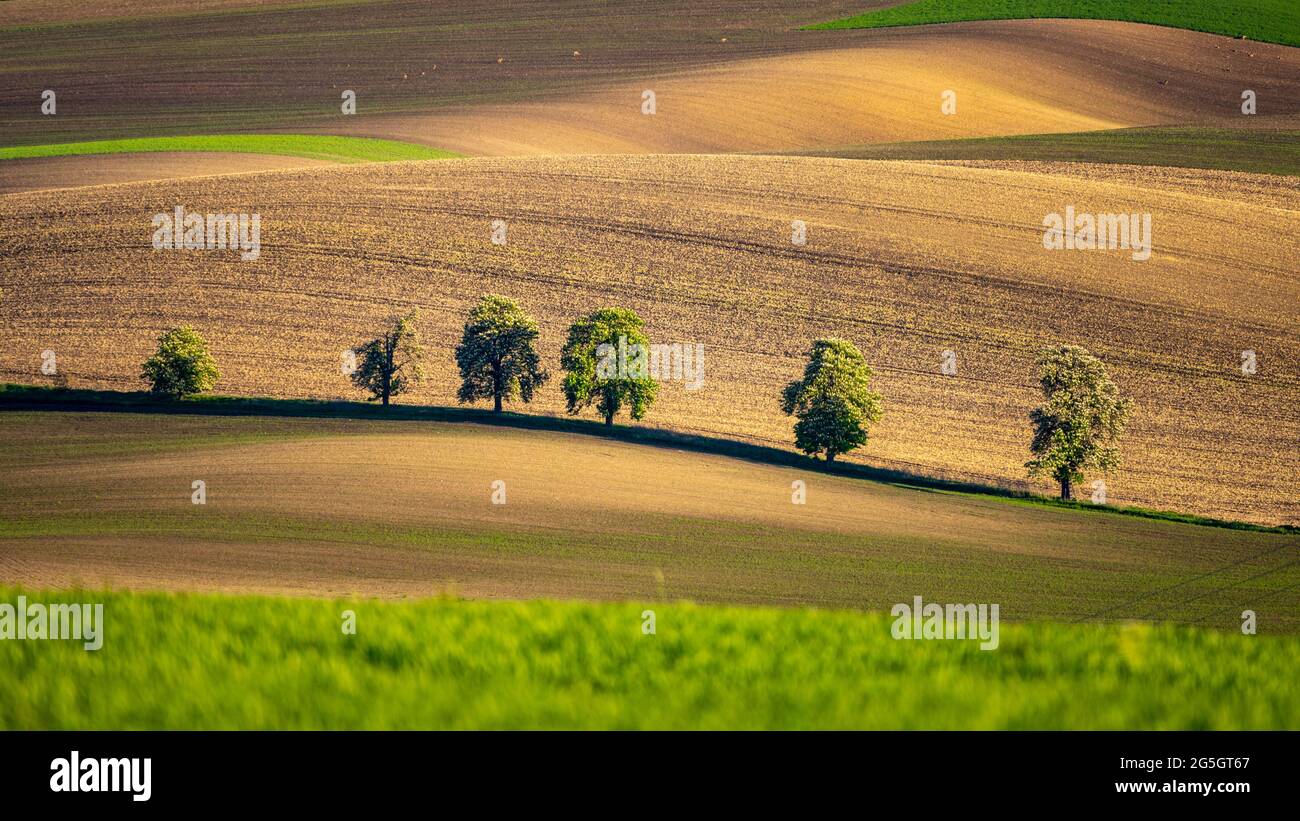 Chestnut trees in wavy agricultural field Stock Photo - Alamy