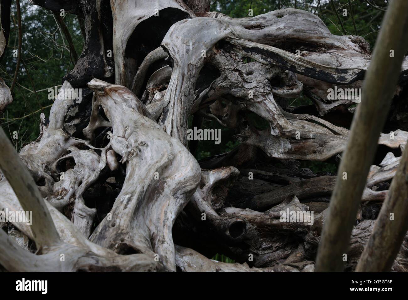 Dead tree seen as a sculpture in England, UK Stock Photo - Alamy