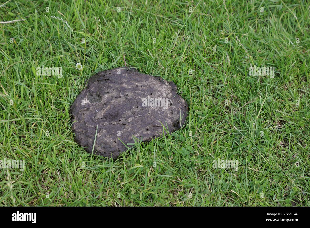 Round shaped cow dung seen on meadow grass in the UK Stock Photo - Alamy