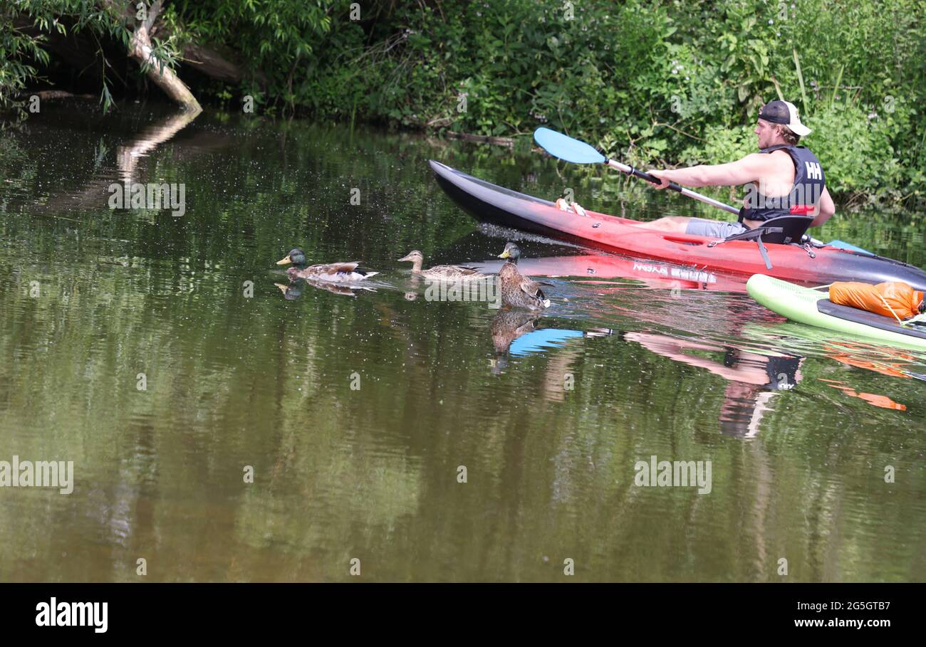 Ducks swimming in front of a canoe on the river Stour, Suffolk, UK ...