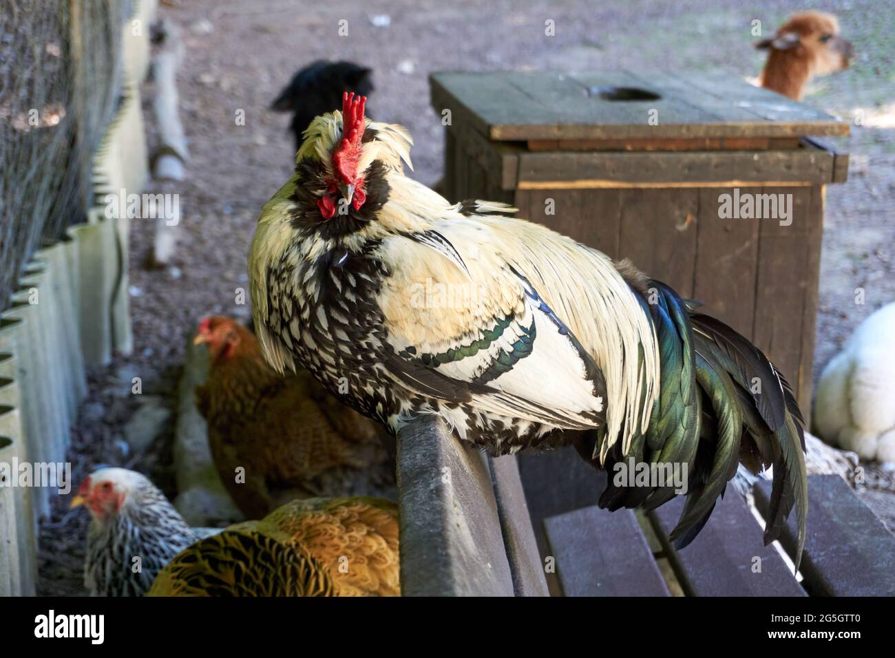A shot of a rooster Stock Photo - Alamy